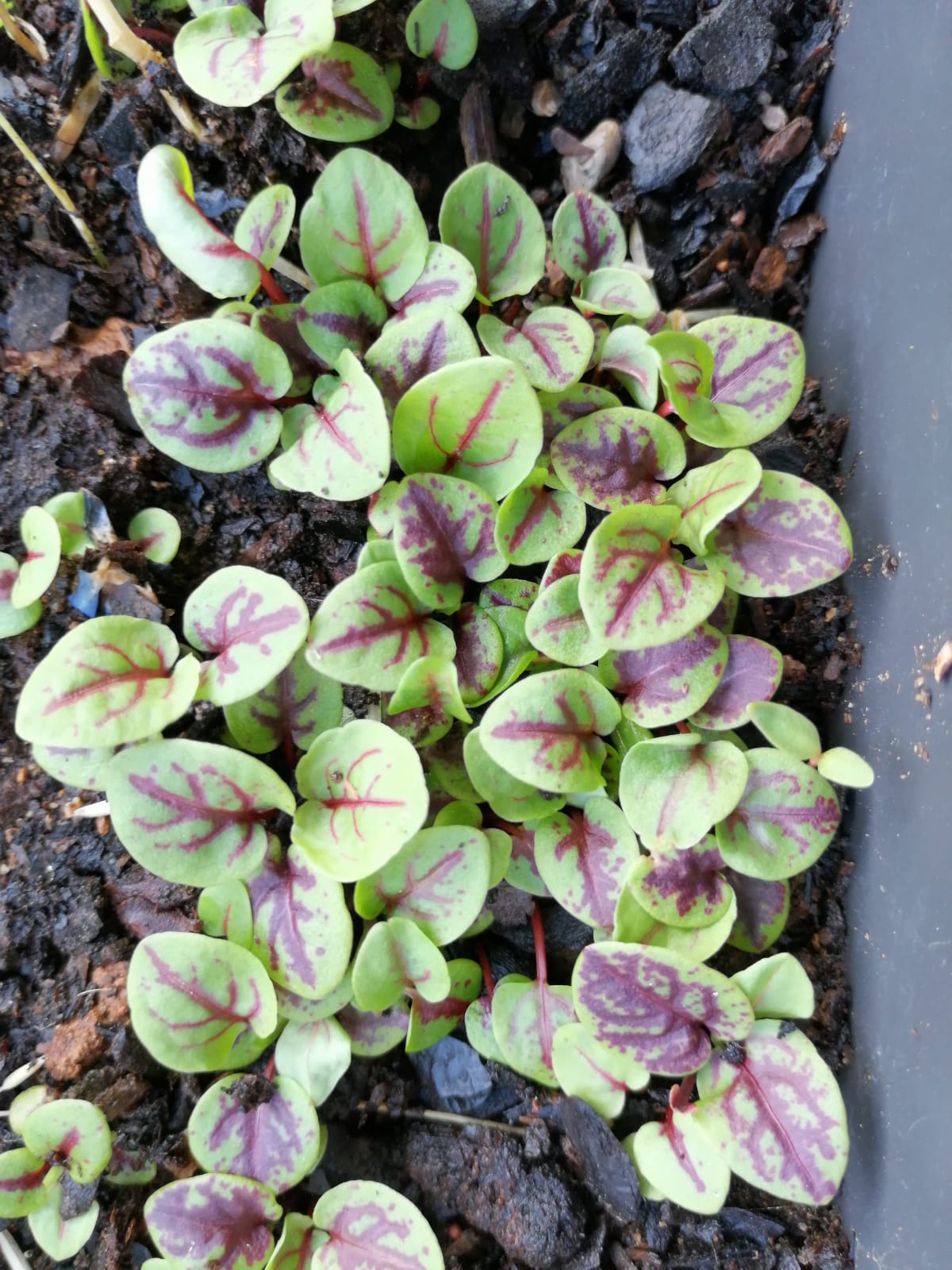 Microgreens - Los brotes verdes que busca "El del Bar" – MICROGREENS ...